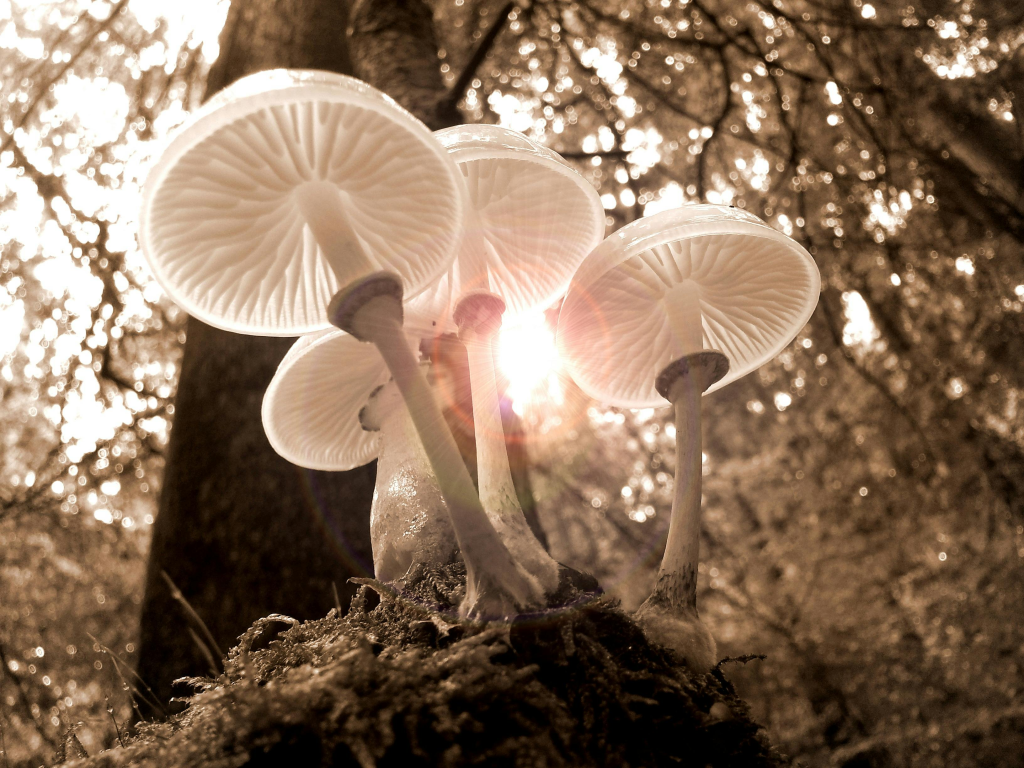 Beyond the Abstract: What Awaits in the Physical Realities - The Witch ...
